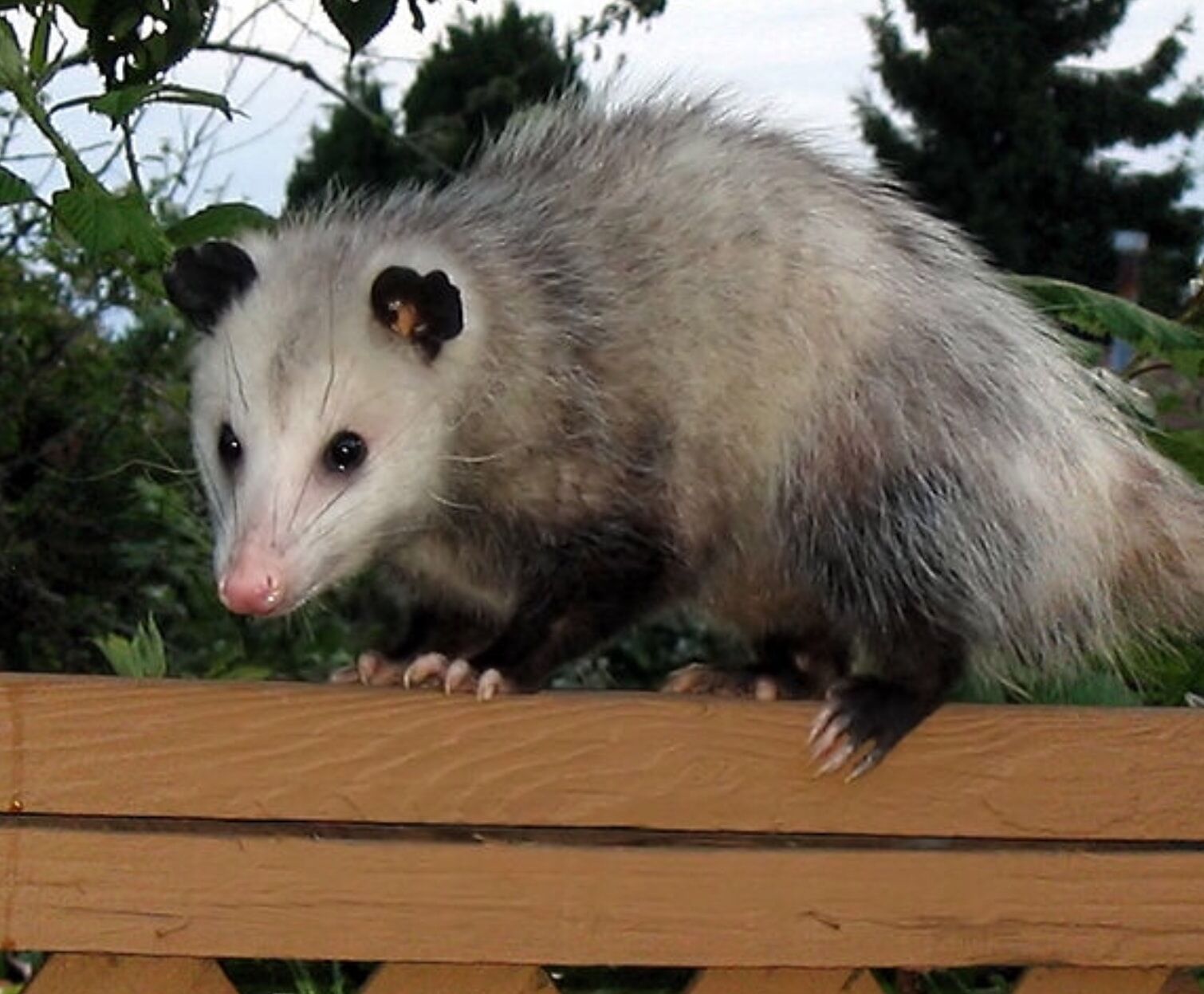 Wildlife & Critter Control in Louisville, KY | Animal Ridders